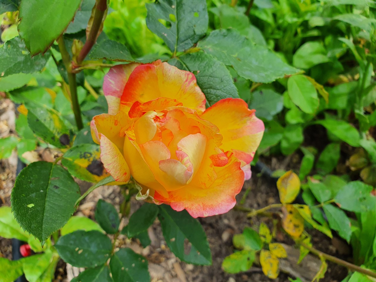 A 'Cistercian Rose' is a charming flower named for an order of monks