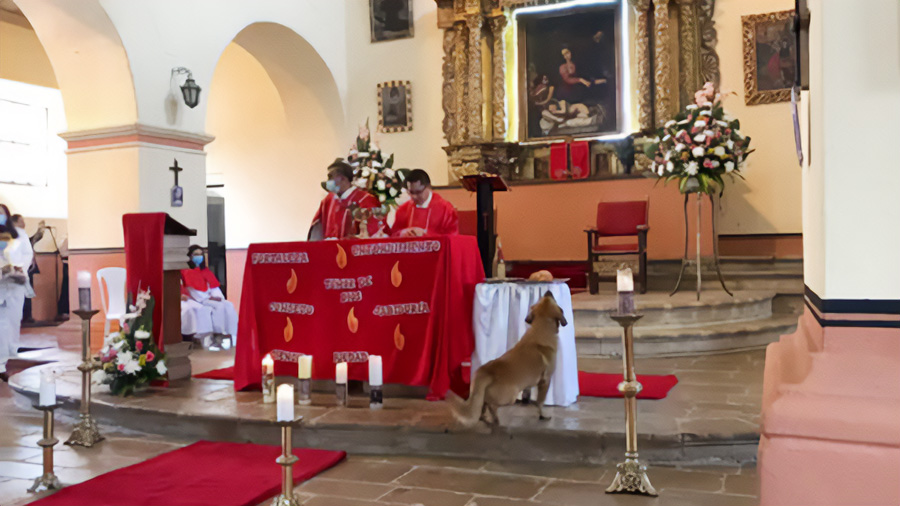 Viral video of dog “stealing” loaf of bread during Mass