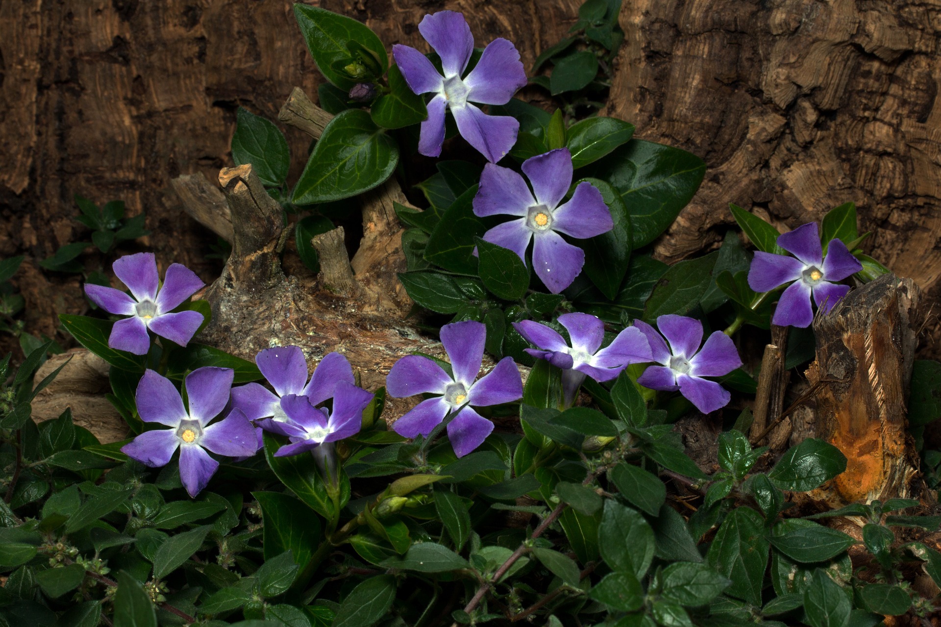 How to create a Sacred Heart Garden