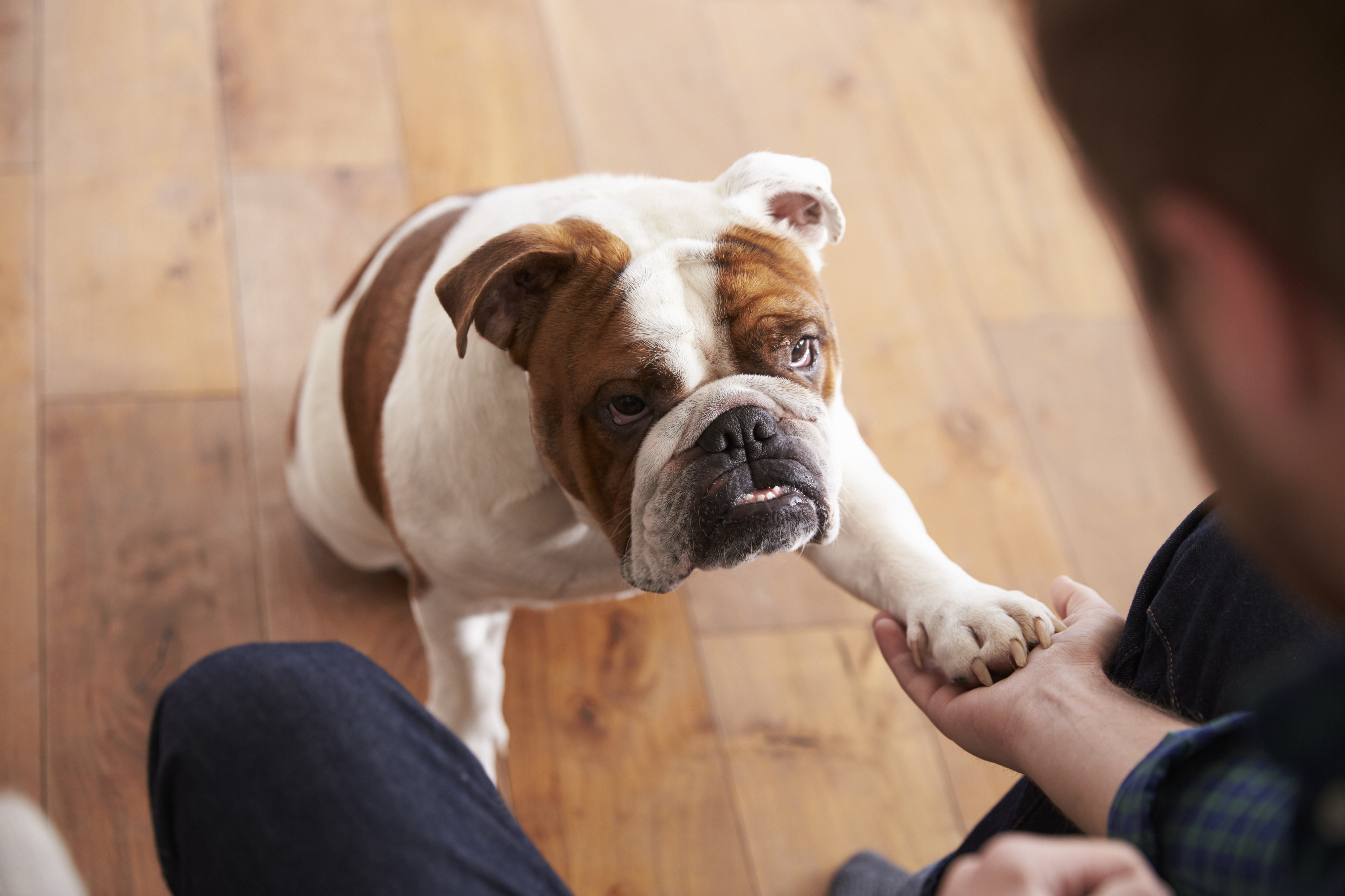 A Catholic perspective on euthanasia for pets