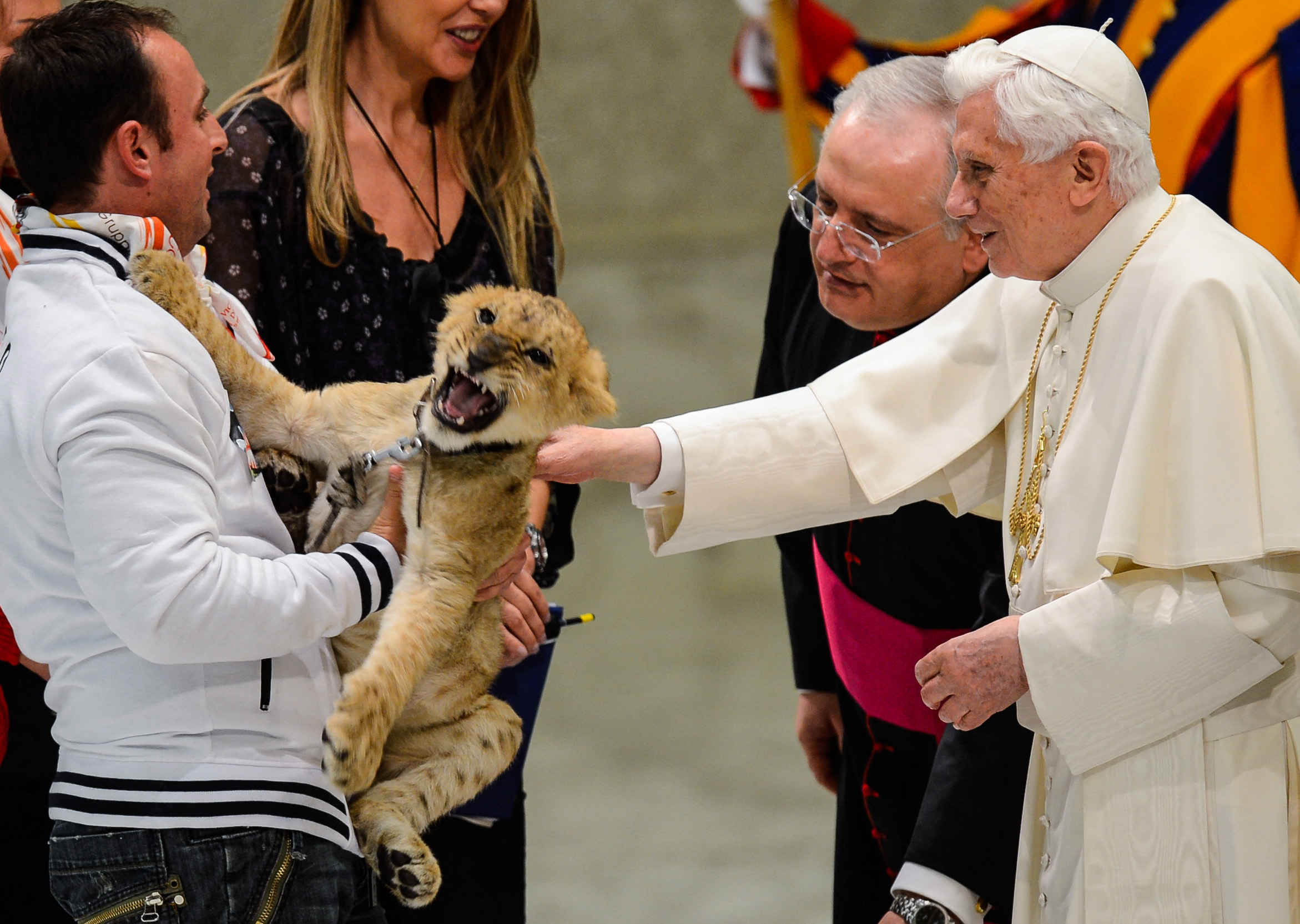 Pope Francis says Benedict XVI "knew the language of cats"