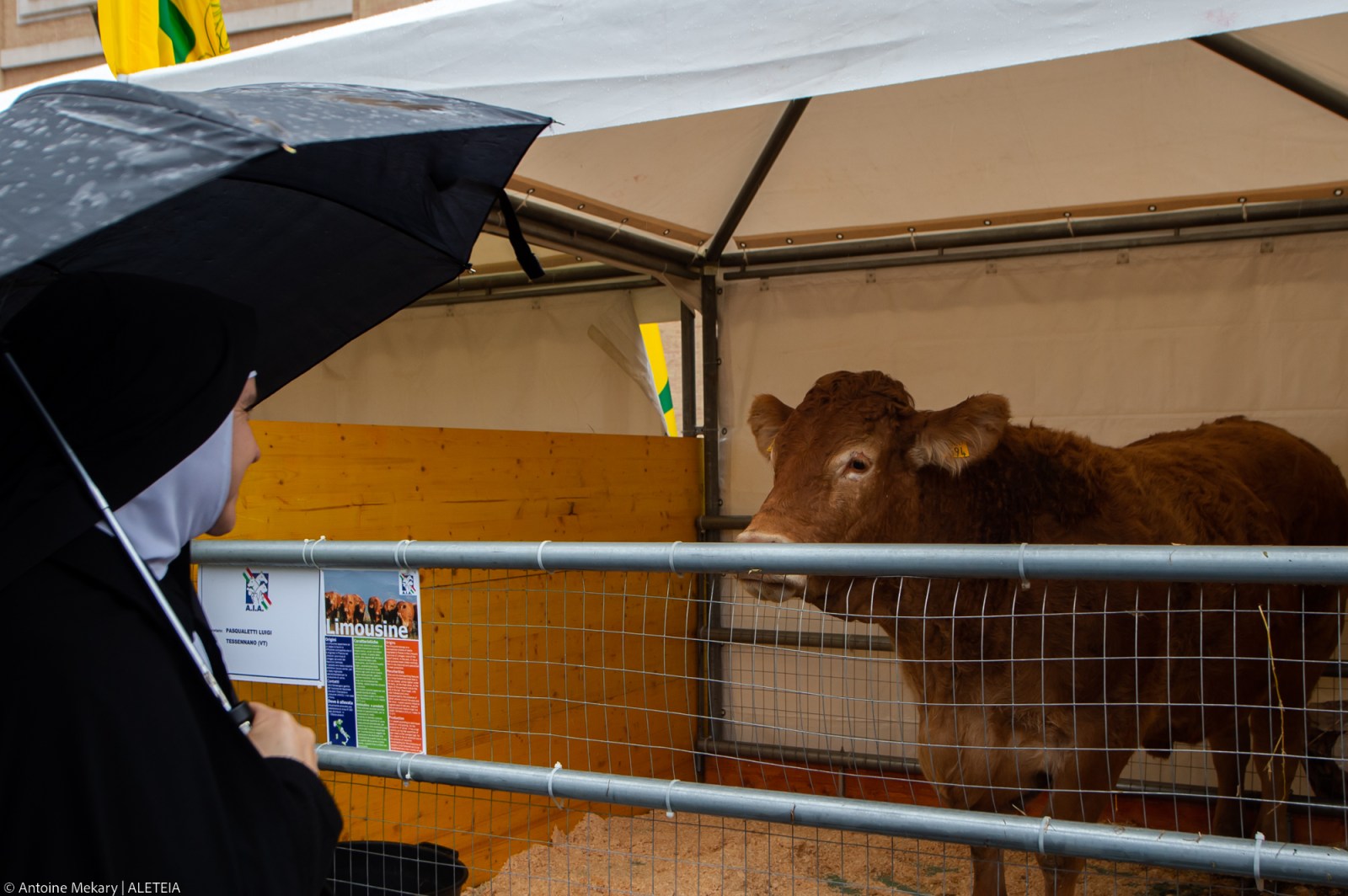Despite a rainy morning, animals blessed at Vatican
