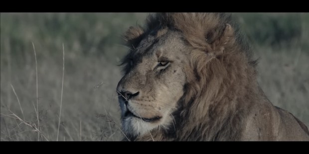 “Wonder”: The Speaking Creature