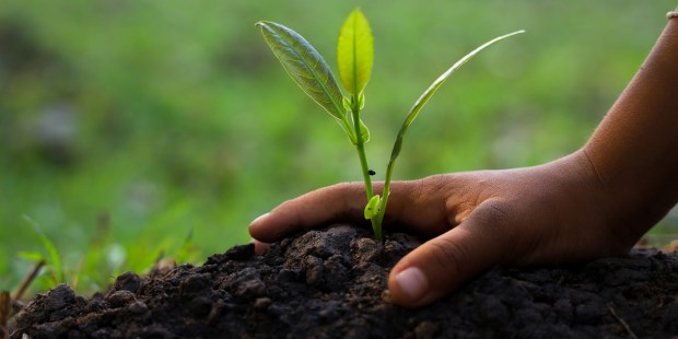 Nigerian bishops to plant 5.5 million trees in just 5 years