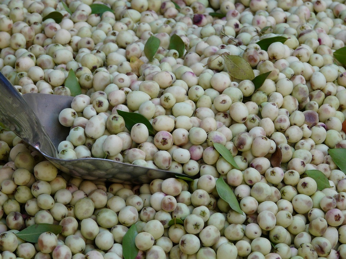 The rare white olive tree used for sacraments in Italy