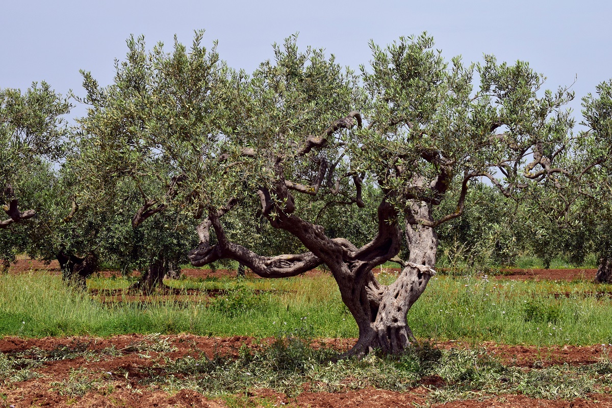 The rare white olive tree used for sacraments in Italy