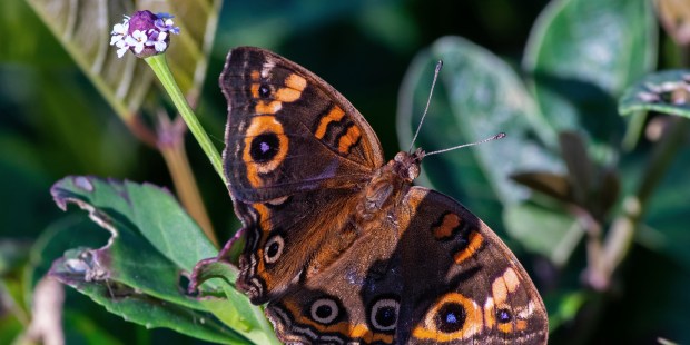 Newly discovered butterflies named after Tolkien’s character