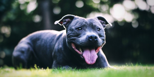 How one dog helped an autistic mom safely deliver her baby