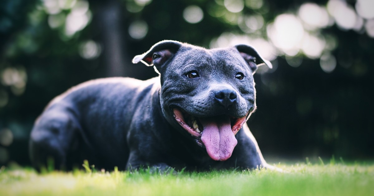 How one dog helped an autistic mom safely deliver her baby