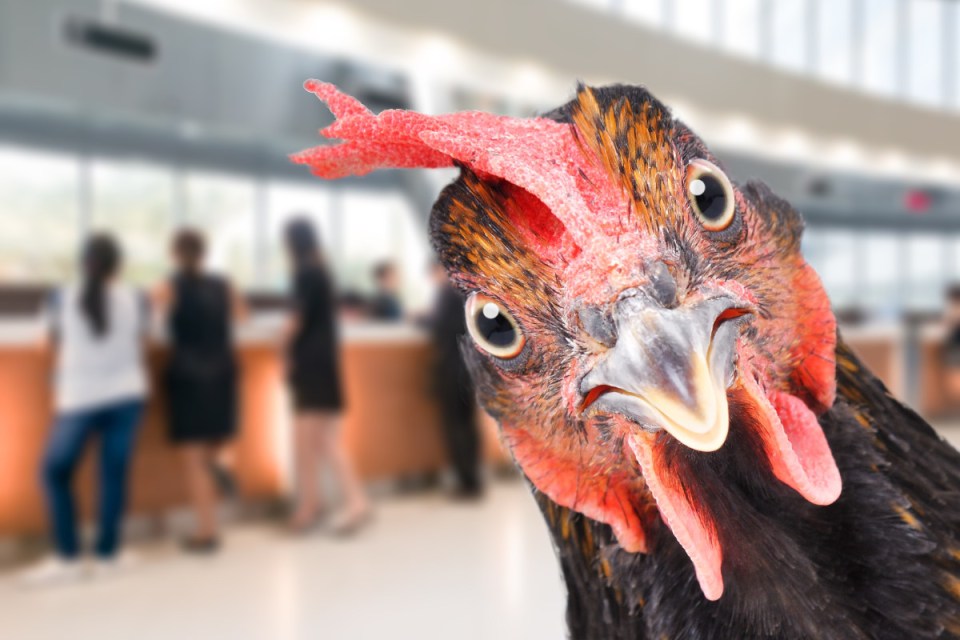 An old man and a chicken walk into a bank. It’s no joke!