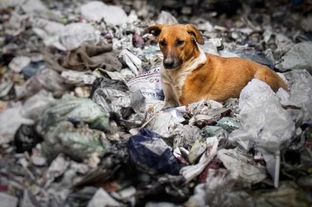 Stray dog rescues a newborn baby abandoned in the garbage
