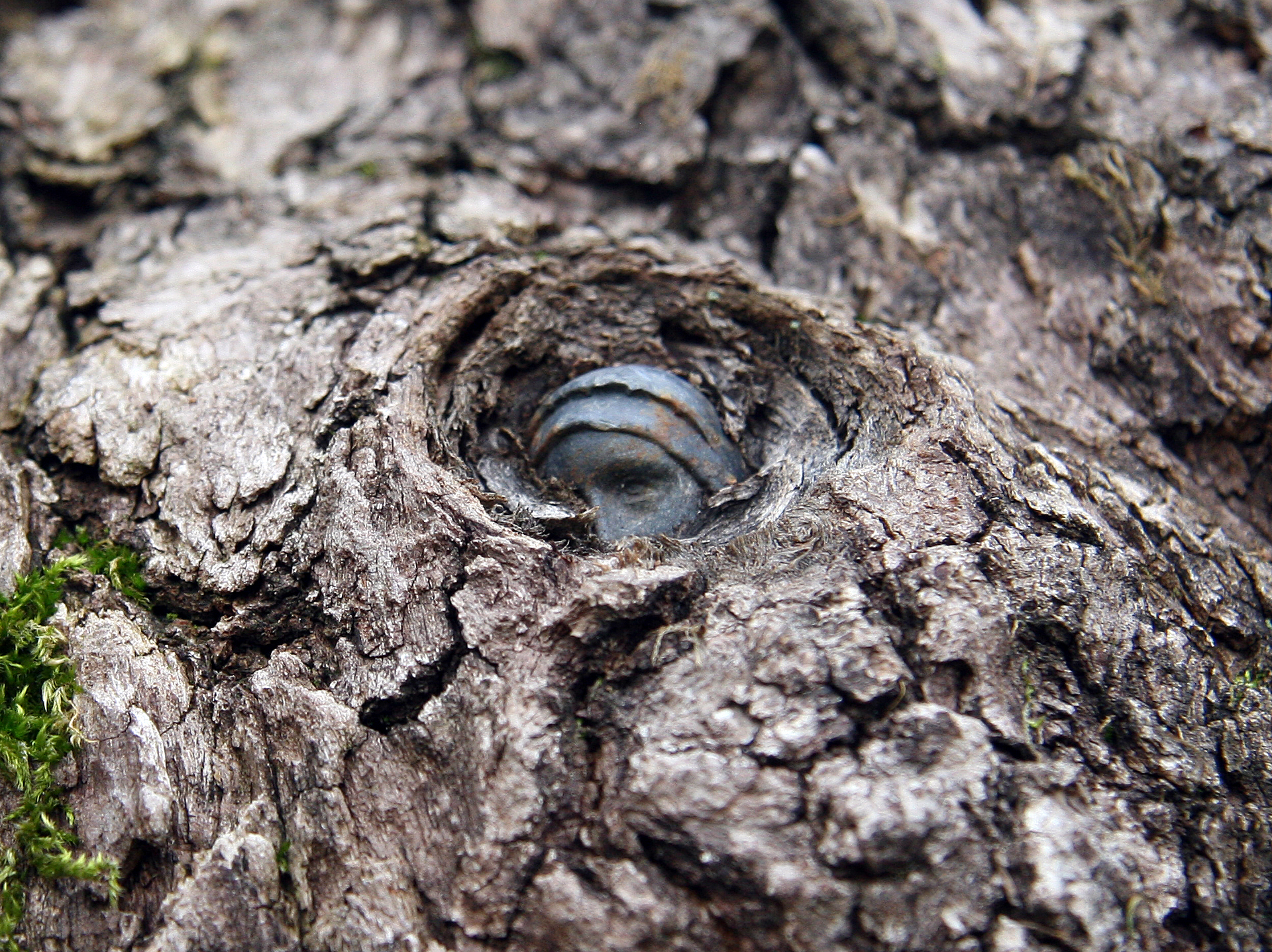 The French devotion of Marian tree shrines
