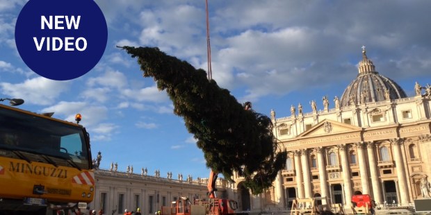Vatican Christmas Tree placed in St. Peter’s Square (Video)