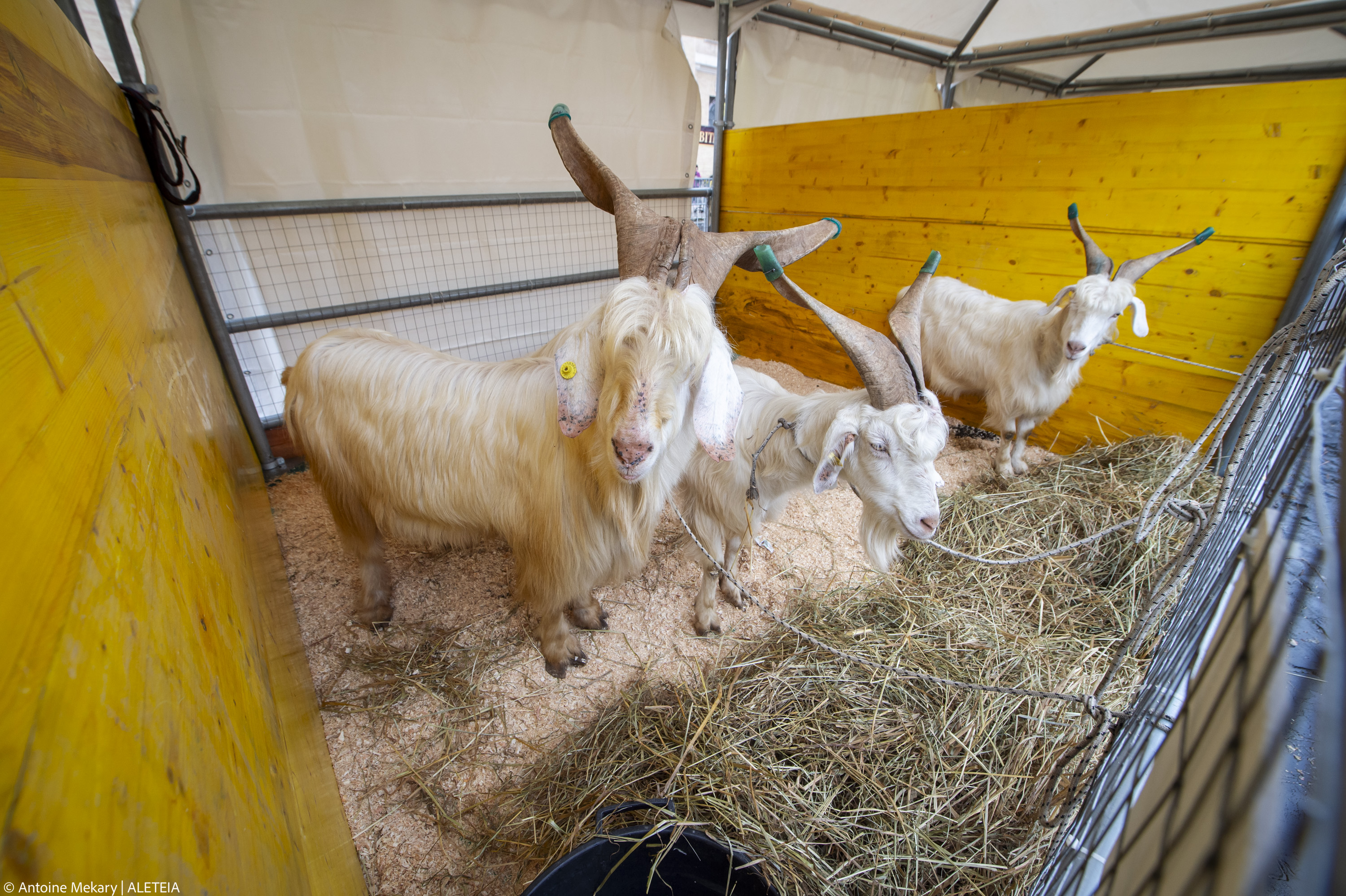 Look at this! Blessing of animals in St. Peter’s Square