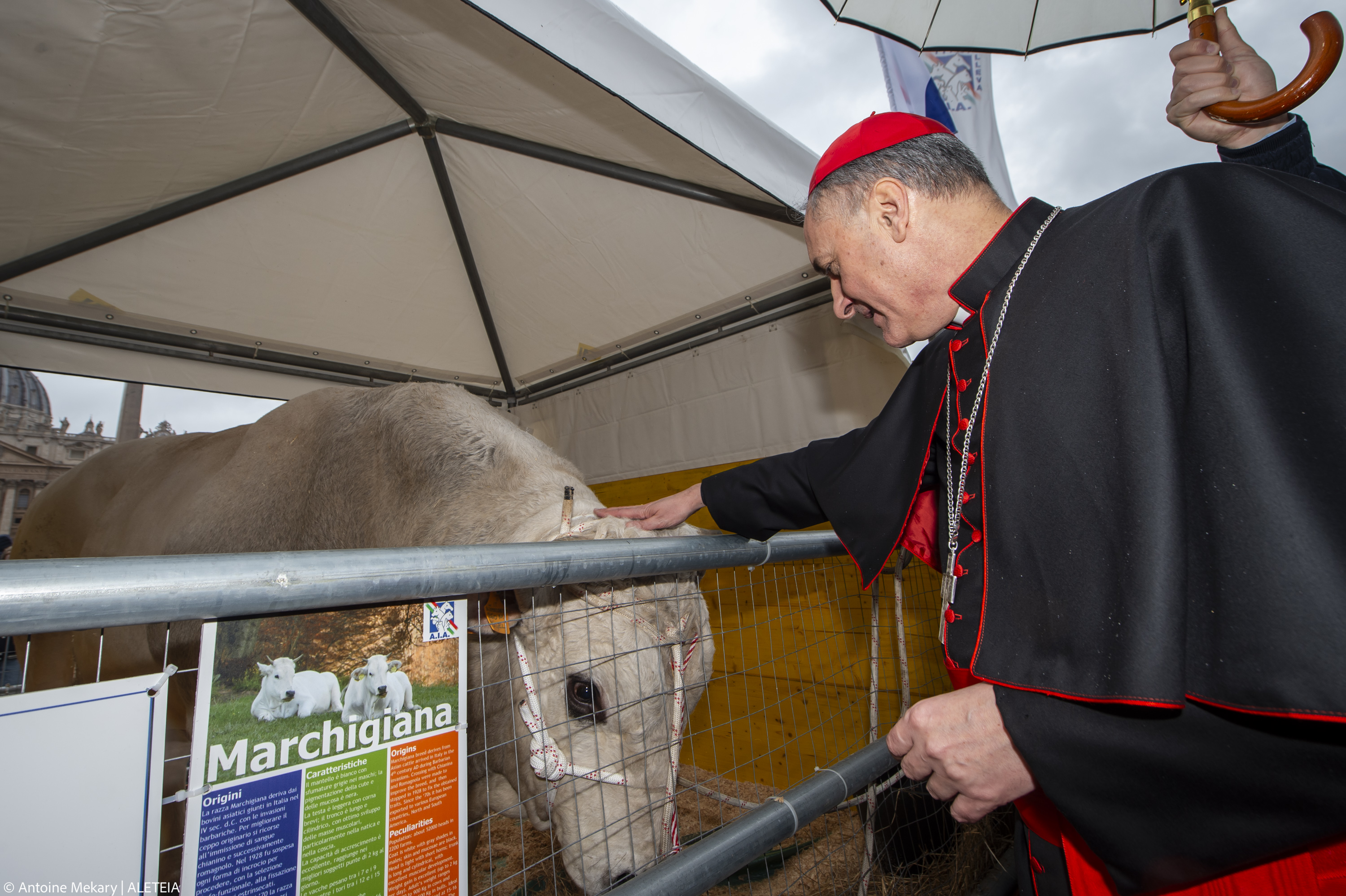 Look at this! Blessing of animals in St. Peter’s Square