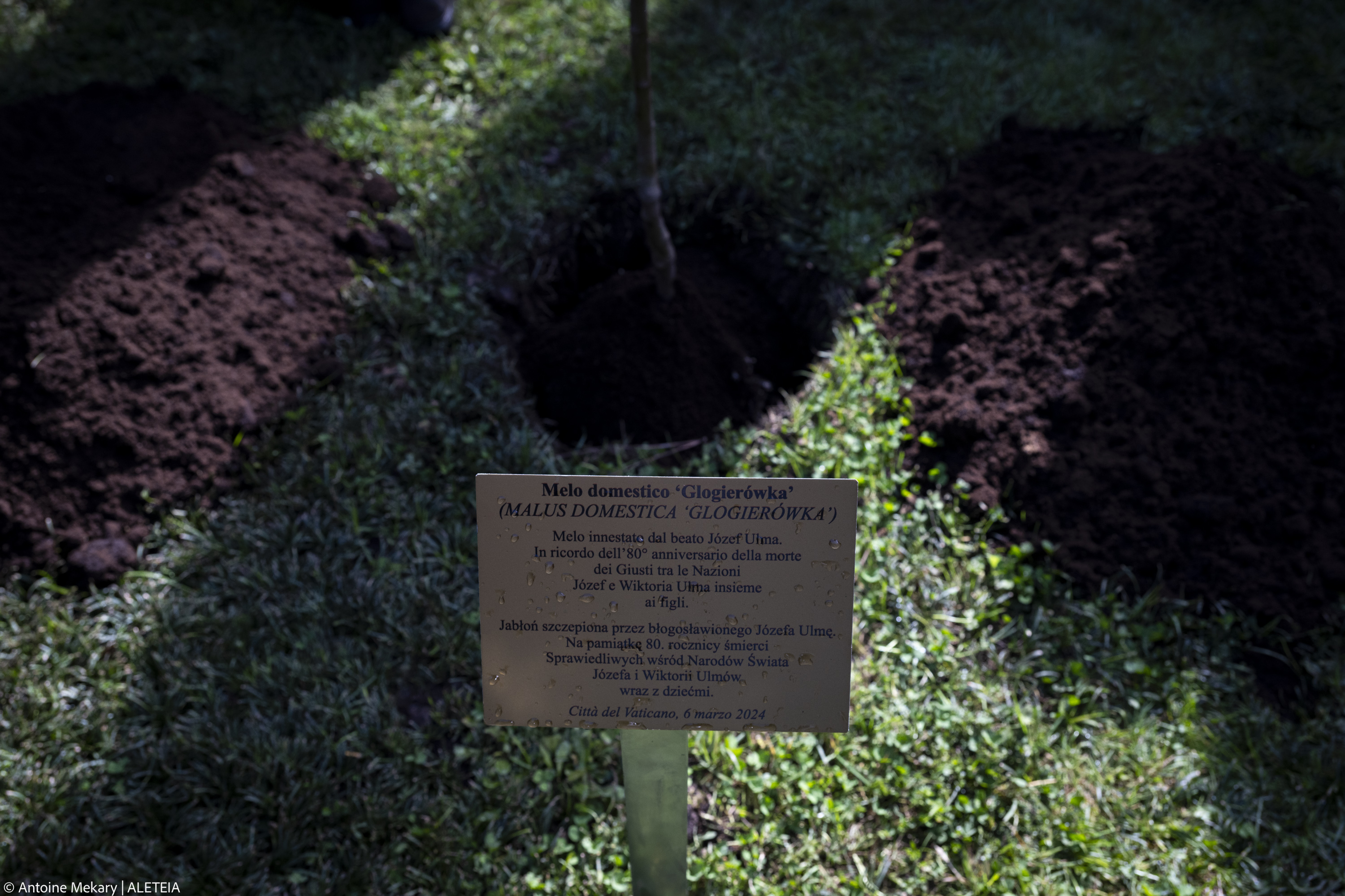 Tree in the Vatican honors the Ulma family's "gift of life"