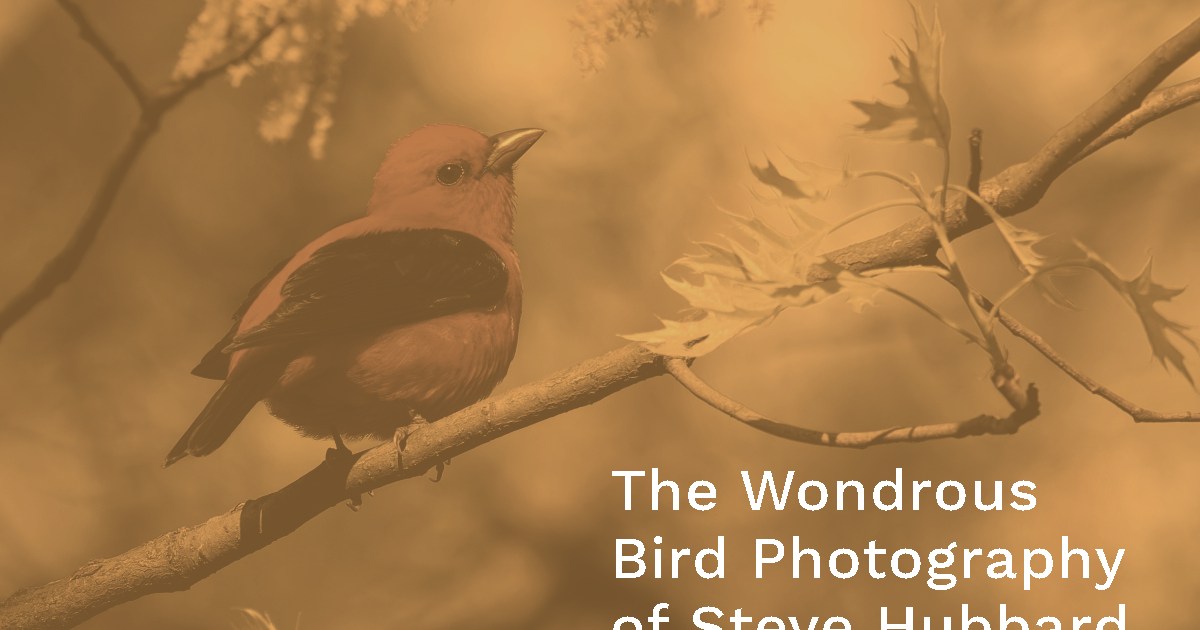 (Slideshow) The Wondrous Bird Photography of Steve Hubbard