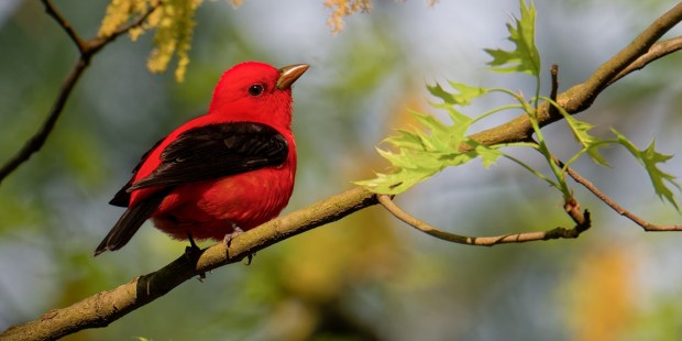 Why and how to celebrate Bird Day on May 4 (Photo Gallery)
