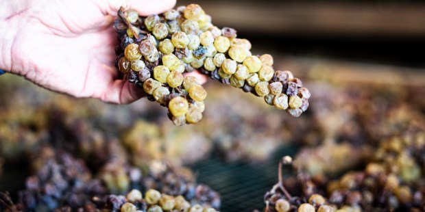 What wine did Jesus and Apostles drink at the Last Supper?