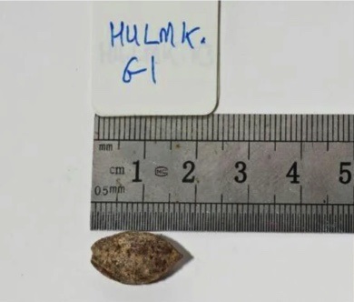 How scientists revived a long-lost biblical tree