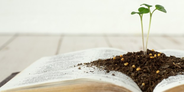 How scientists revived a long-lost biblical tree