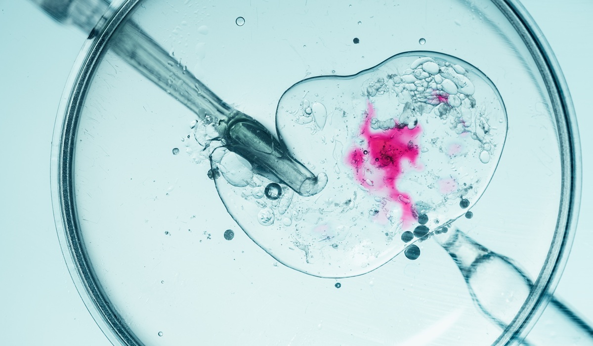 A first: Scientists capture embryo implanting in real time