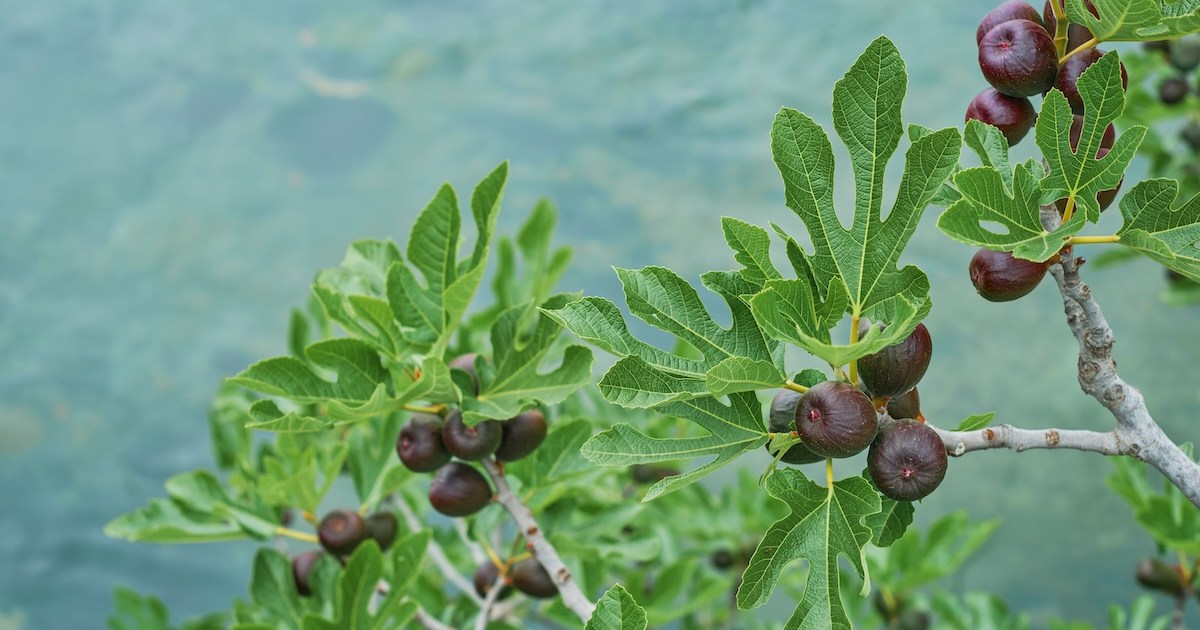 Why Holy Week has Fig Monday