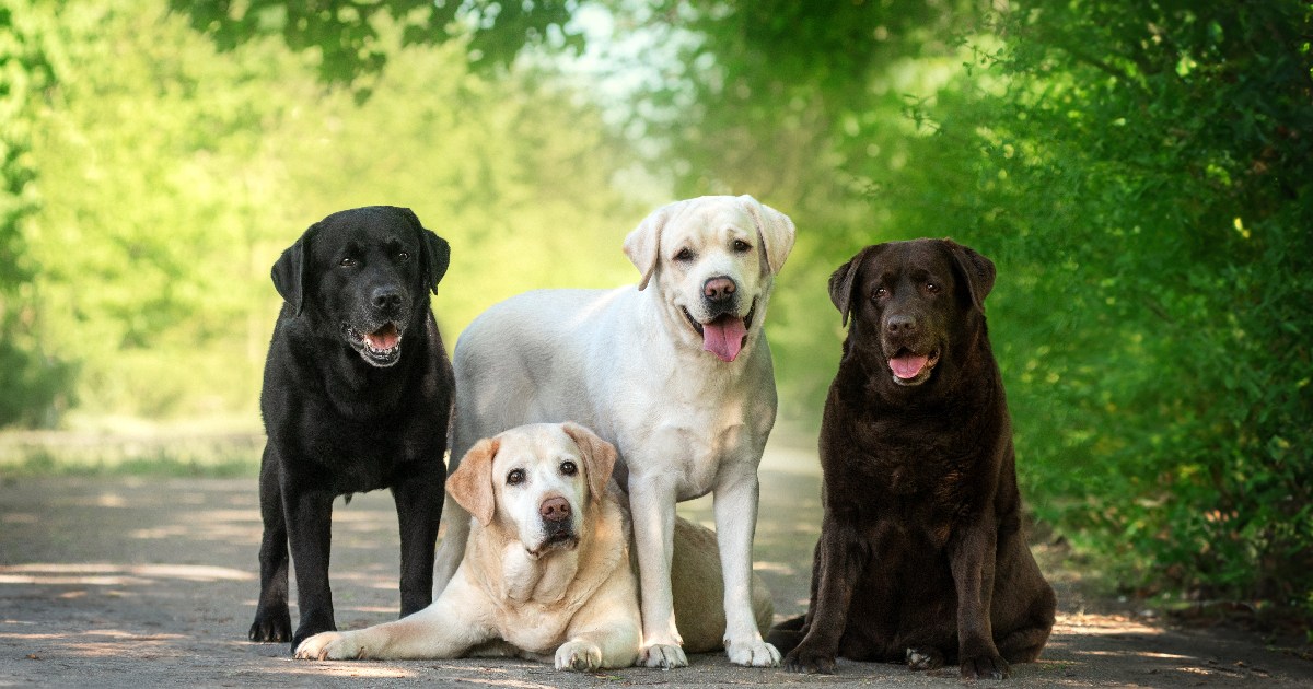 5 Religious orders that have pets