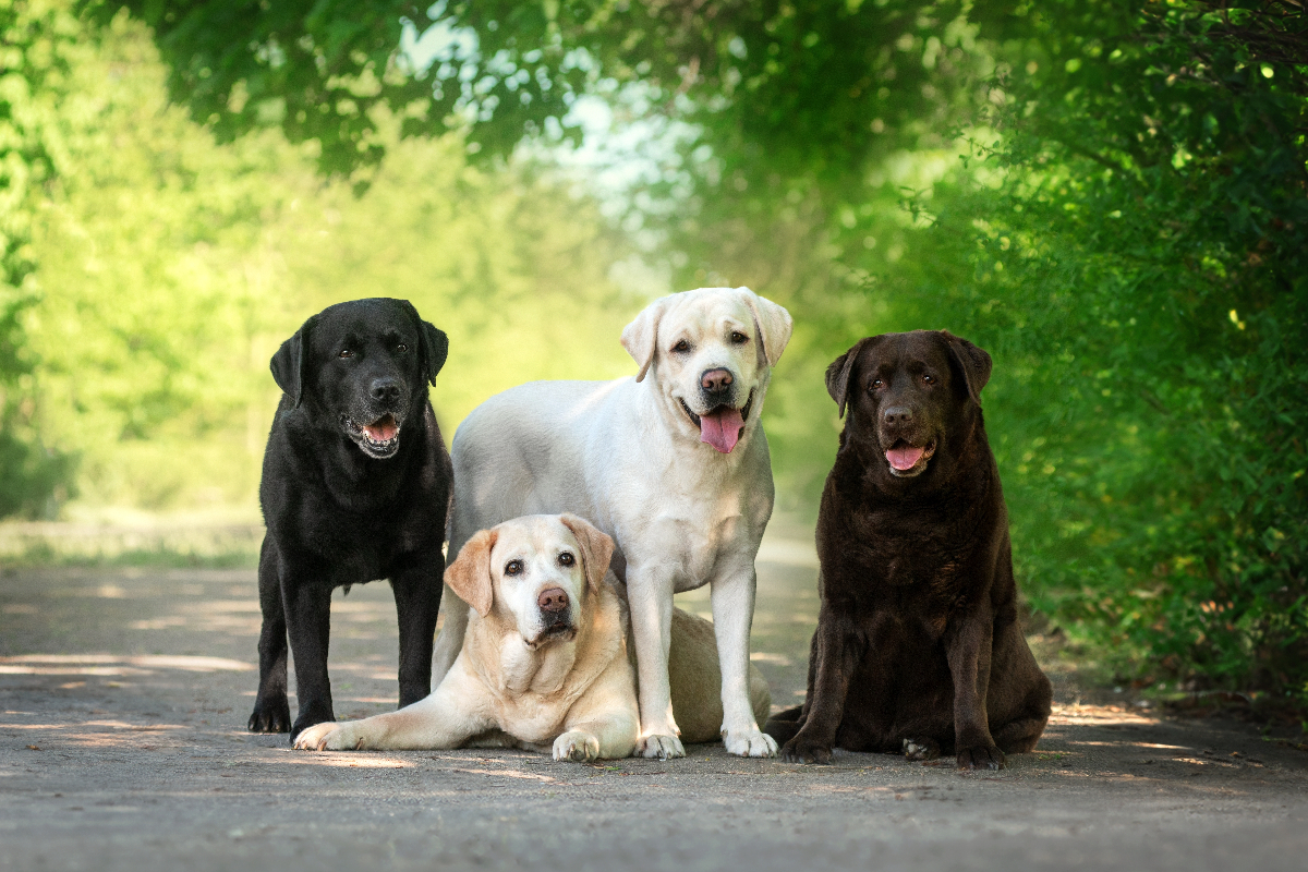A Catholic perspective on euthanasia for pets