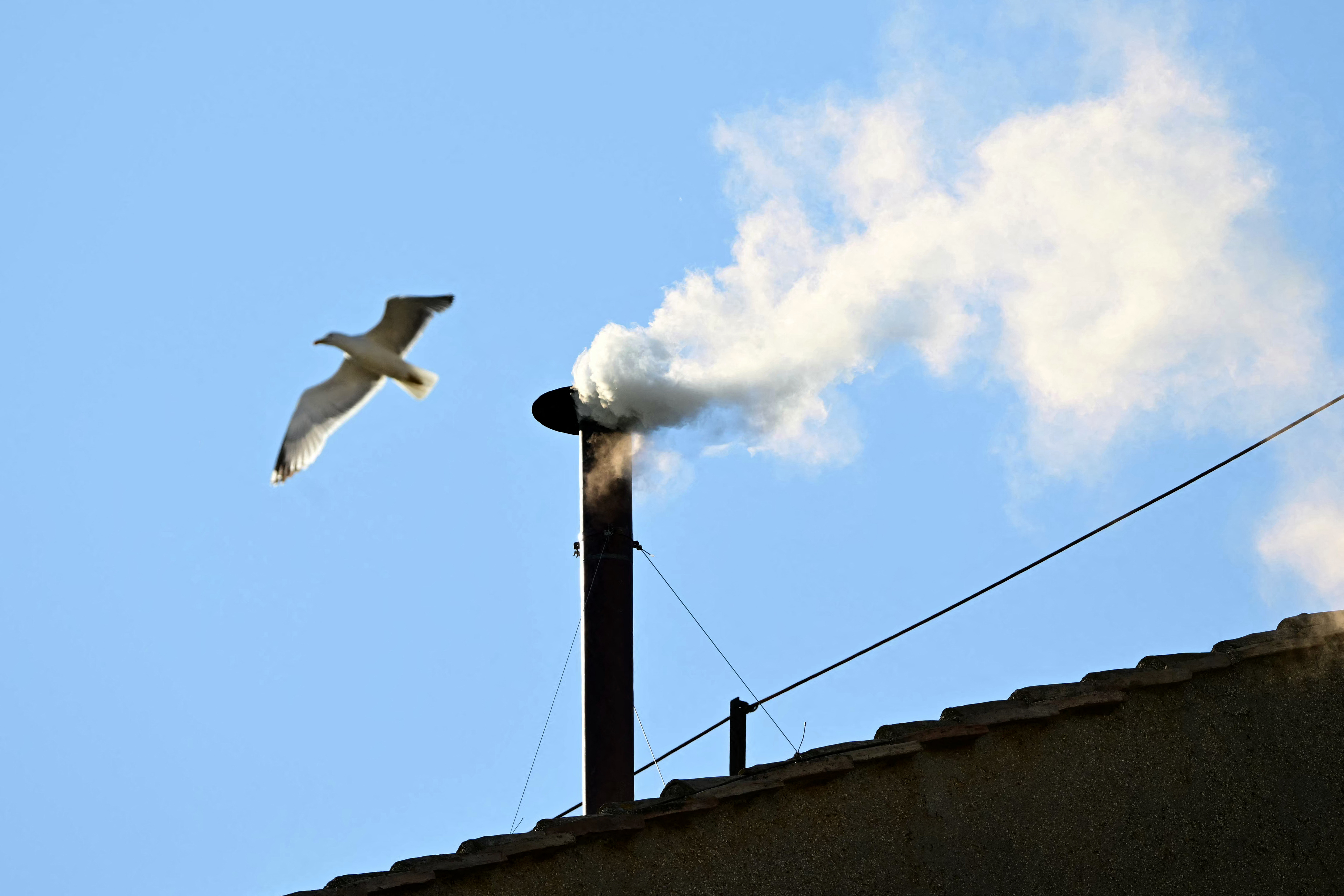 The important role of the "Sistine Seagull"